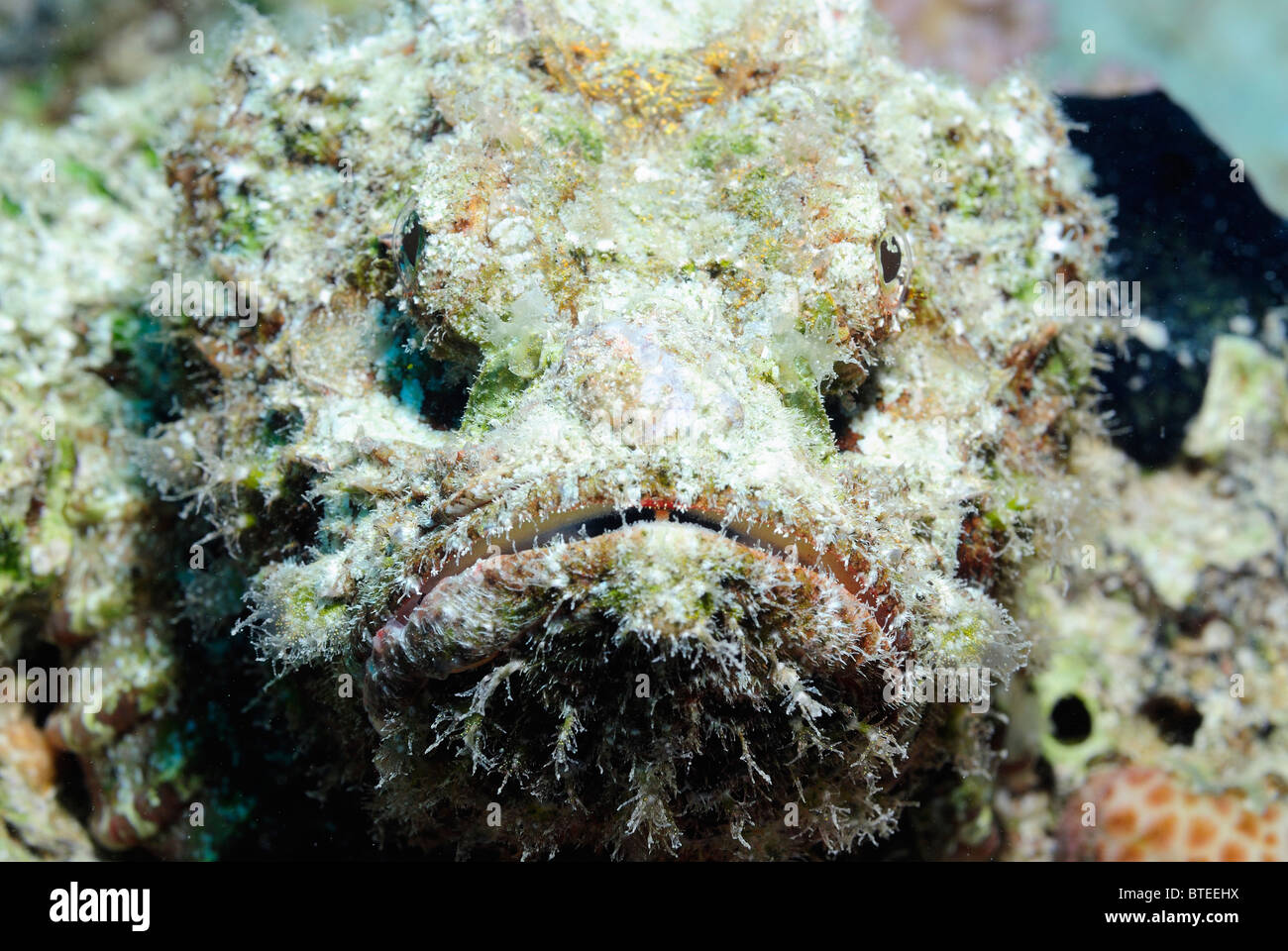 Stonefish hi-res stock photography and images - Alamy
