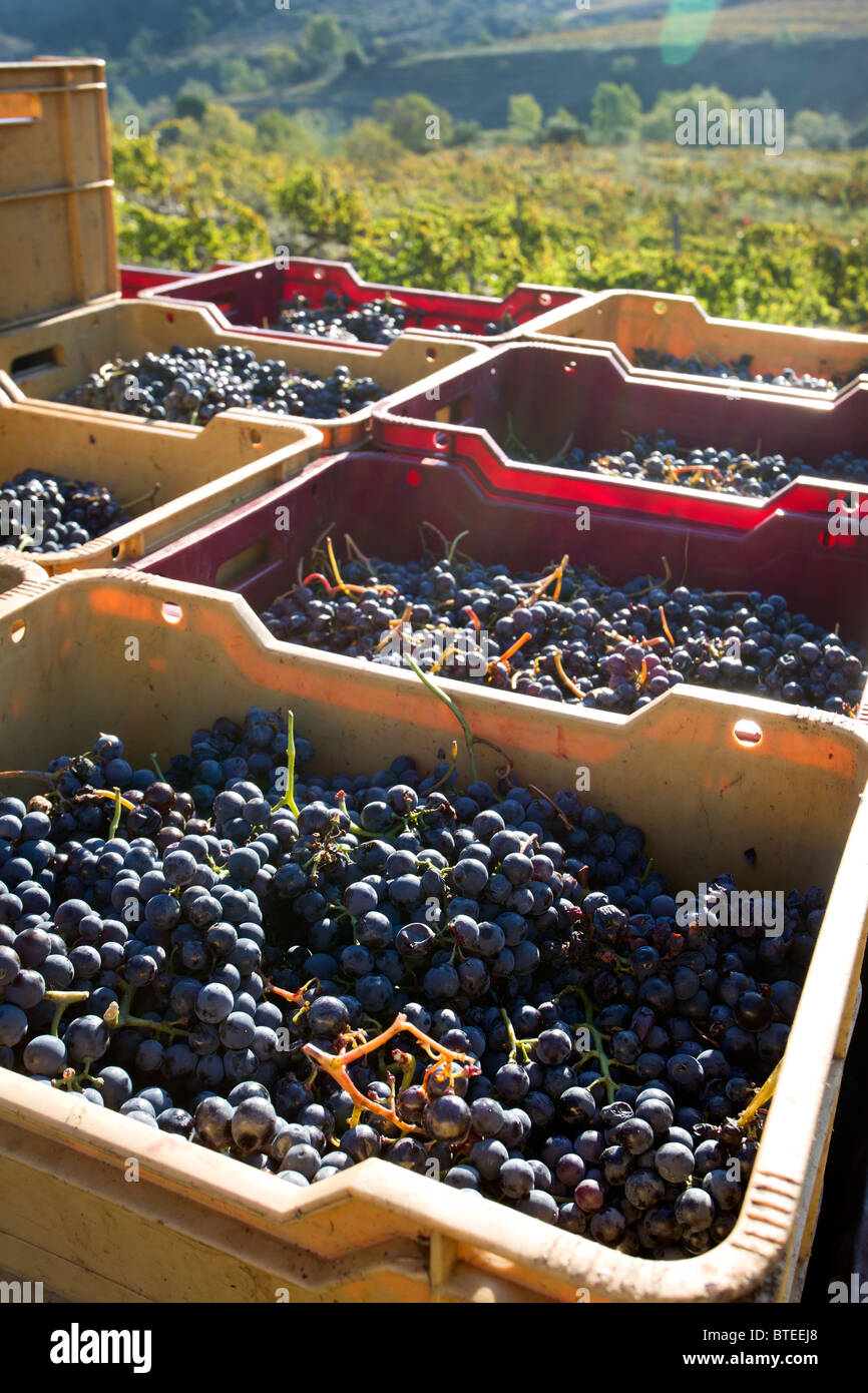 Crates full of grapes in the Priorat wine region, Tarragona, Spain ...