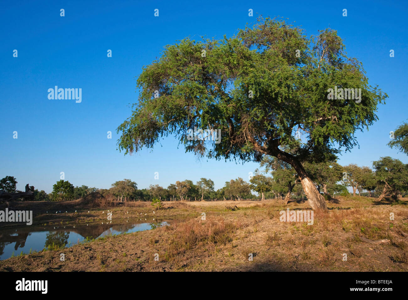 Scenic view of a lone large albida tree at a seasonal pan with a flock ...