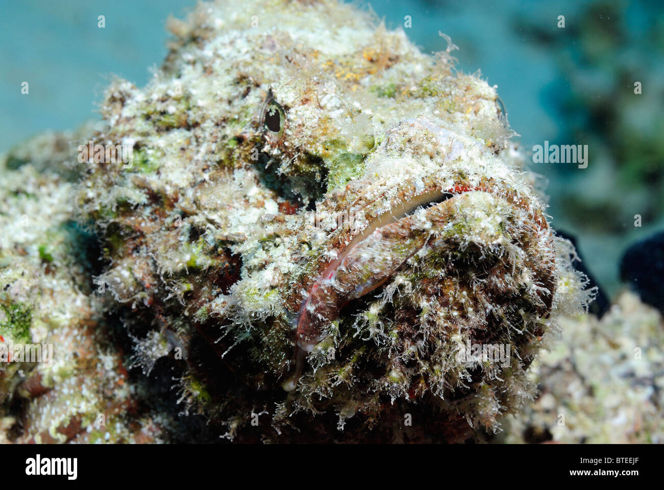Red sea stonefish hi-res stock photography and images - Alamy