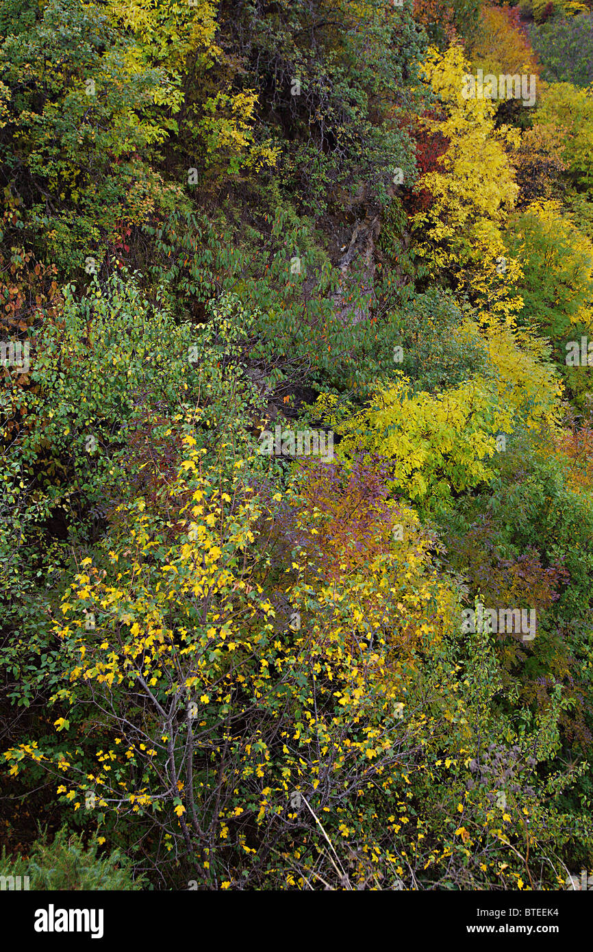 Aerial view autumn forest hi-res stock photography and images - Alamy