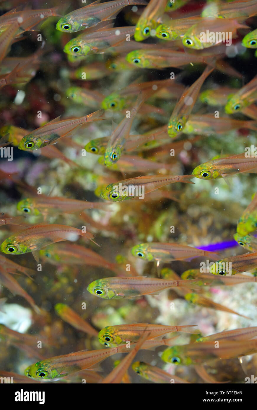 Golden sweeper fish on tropical hi-res stock photography and images - Alamy
