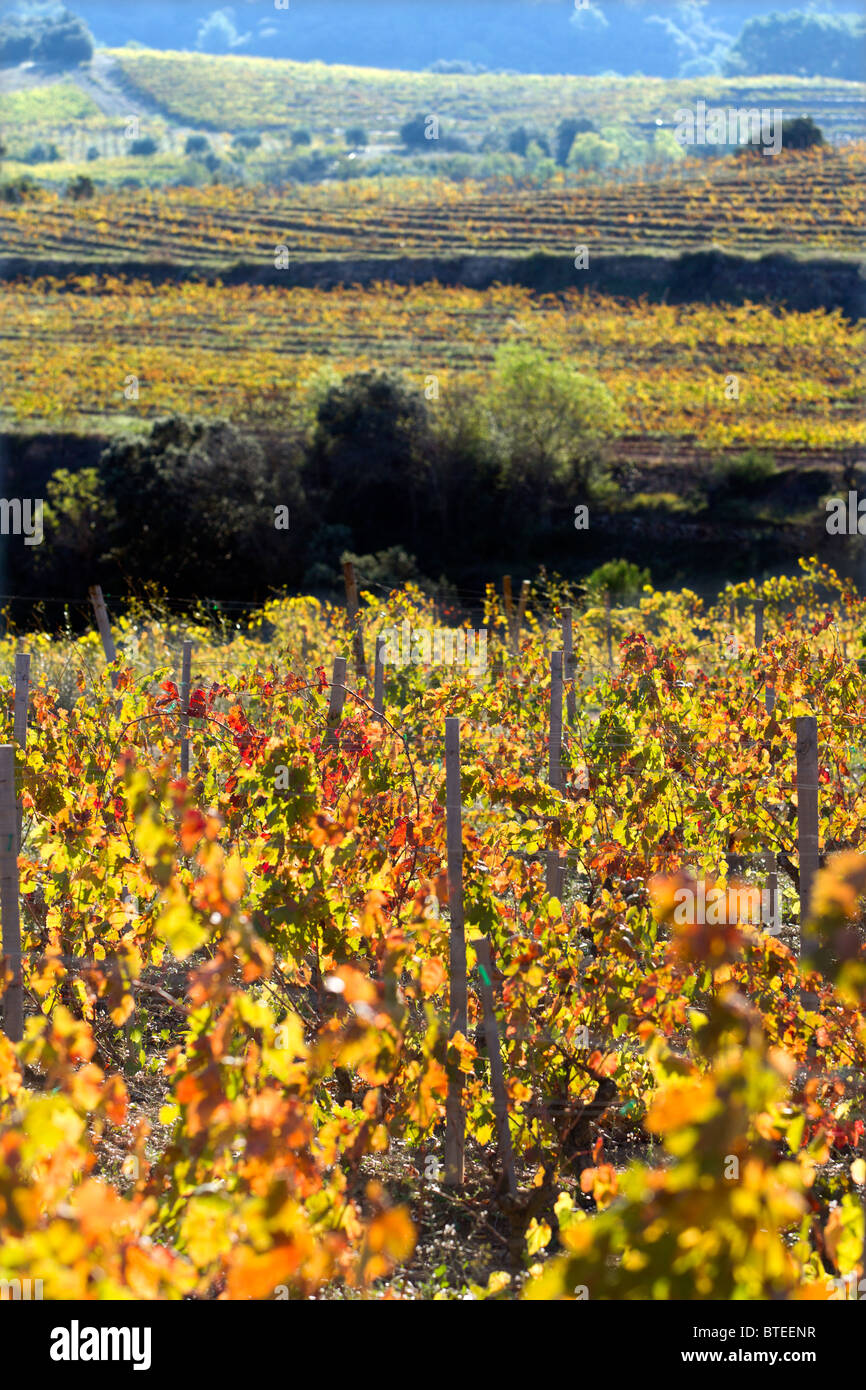 Vineyard priorat wine agriculture hi-res stock photography and images ...