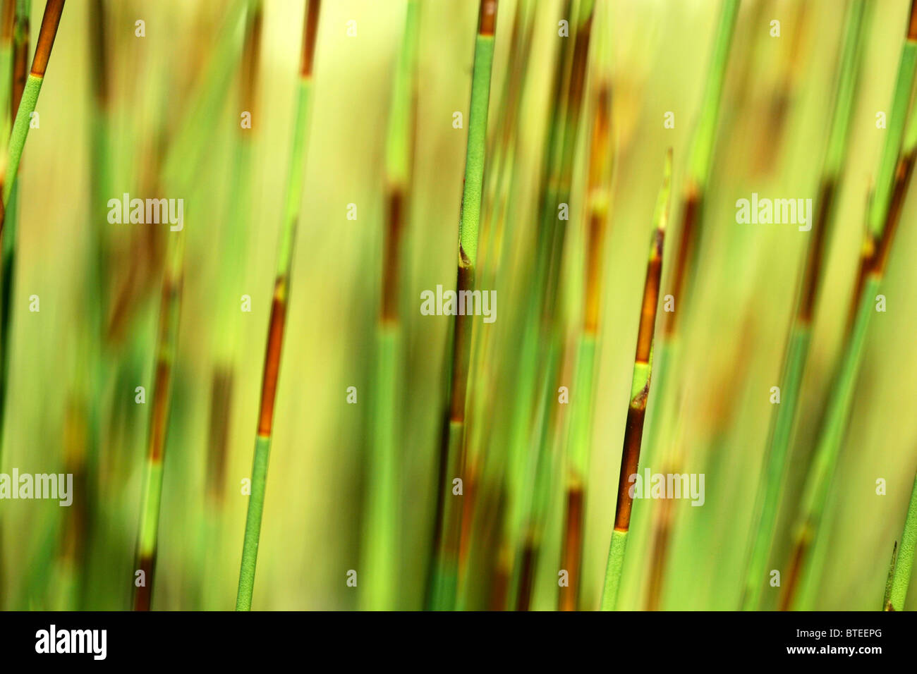 Restio grass hi-res stock photography and images - Alamy
