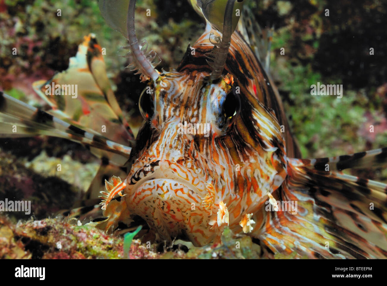 Firefish hi-res stock photography and images - Alamy