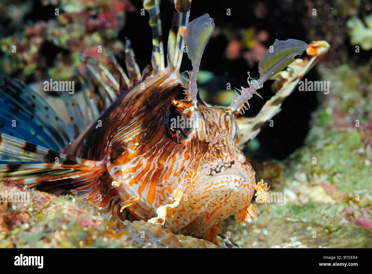 Red firefish in the Red Sea, off Safaga, Egypt Stock Photo - Alamy