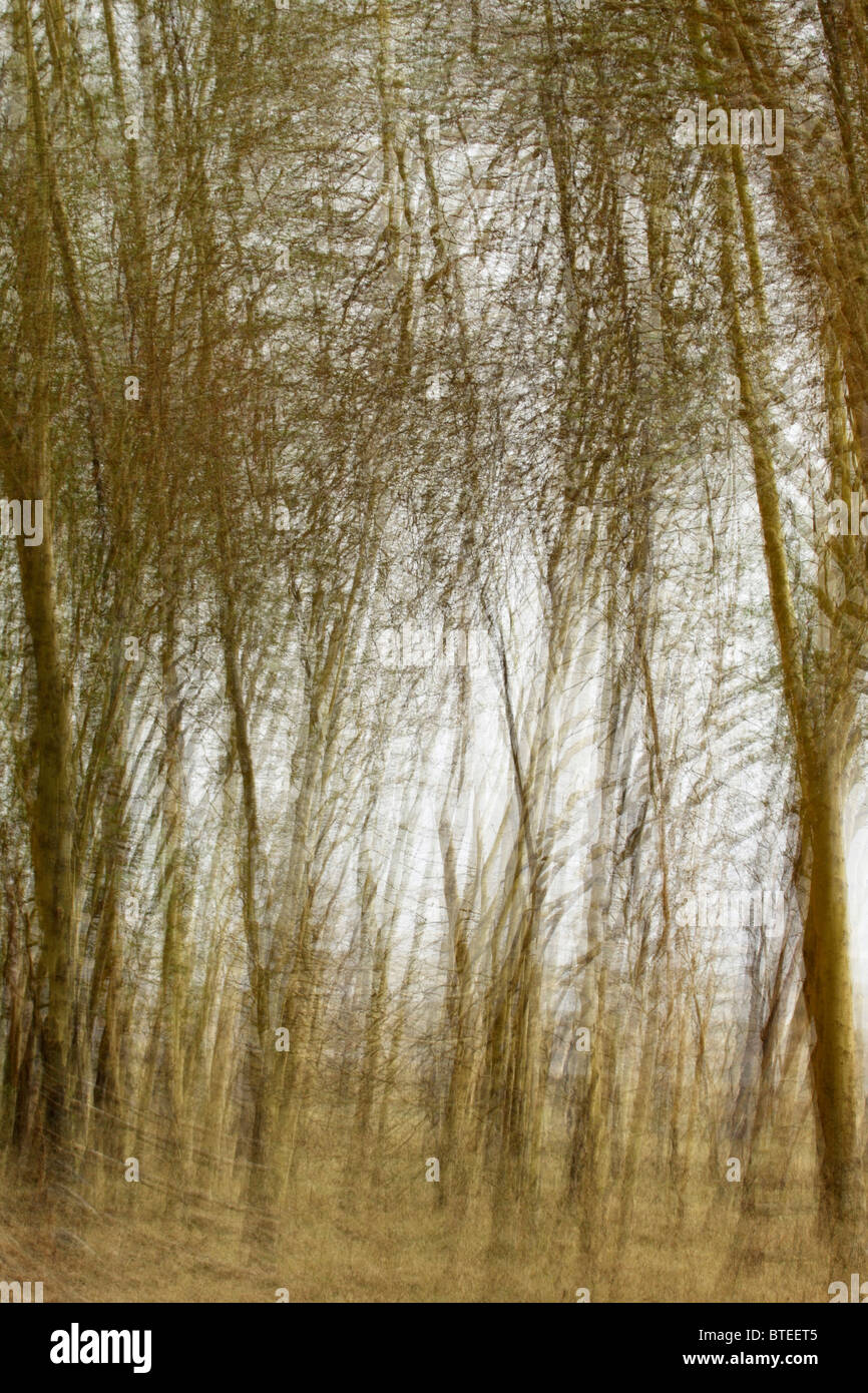 Fever tree forest kenya hi-res stock photography and images - Alamy