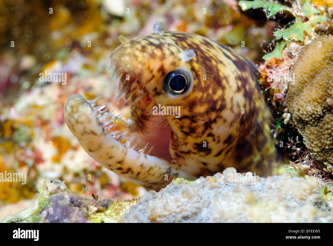 Snowflake moray fish in the Red Sea Stock Photo - Alamy