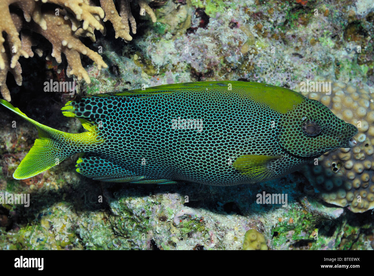 Honeycomb rabbitfish hi-res stock photography and images - Alamy