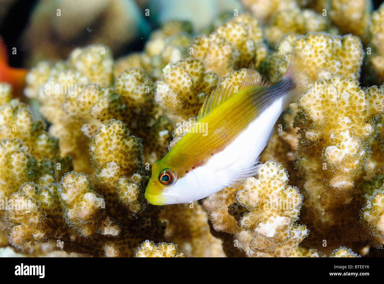 Wrasse fish over a reef in the Red Sea Stock Photo - Alamy