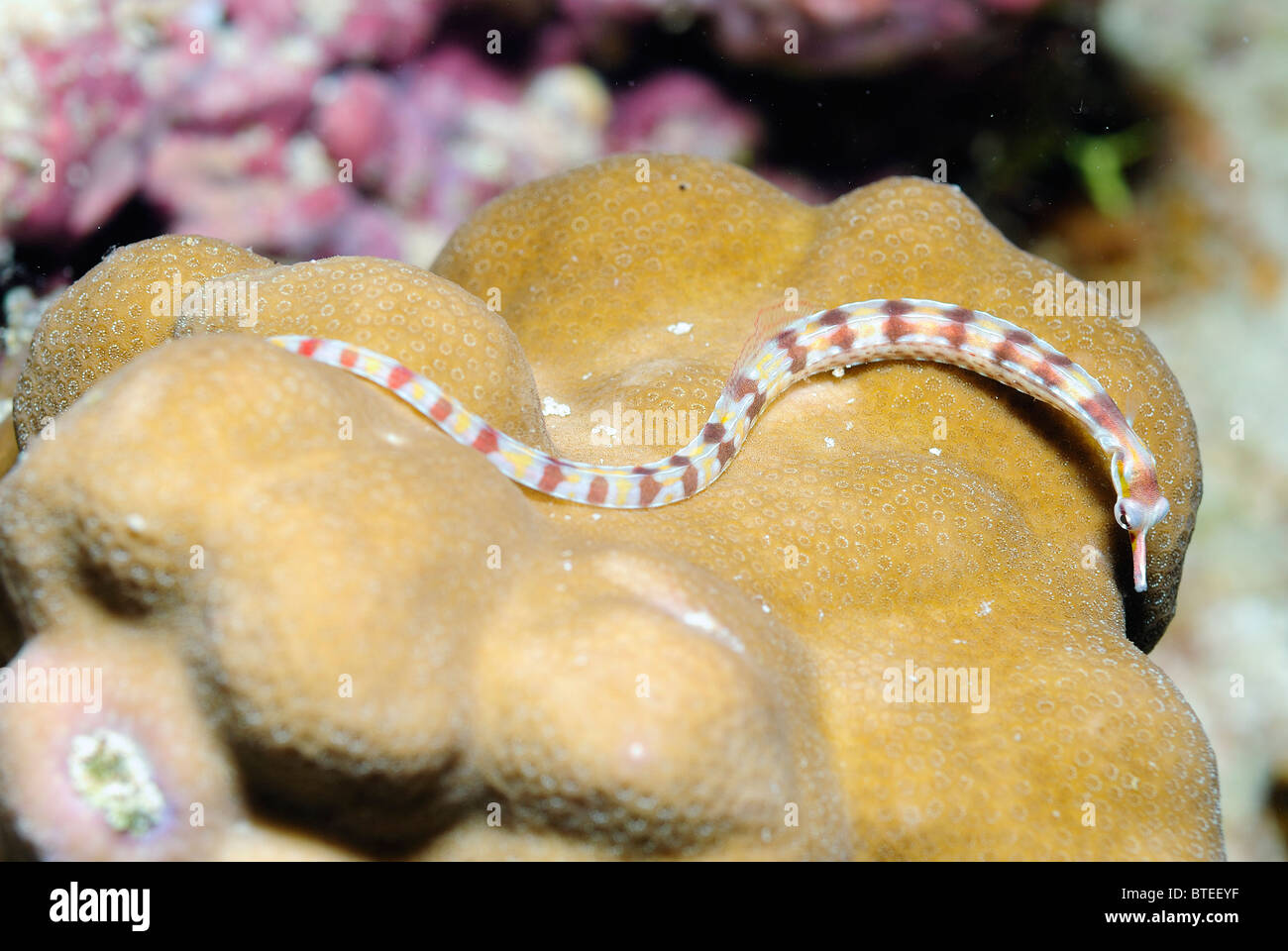 Network pipefish in the Red Sea Stock Photo - Alamy