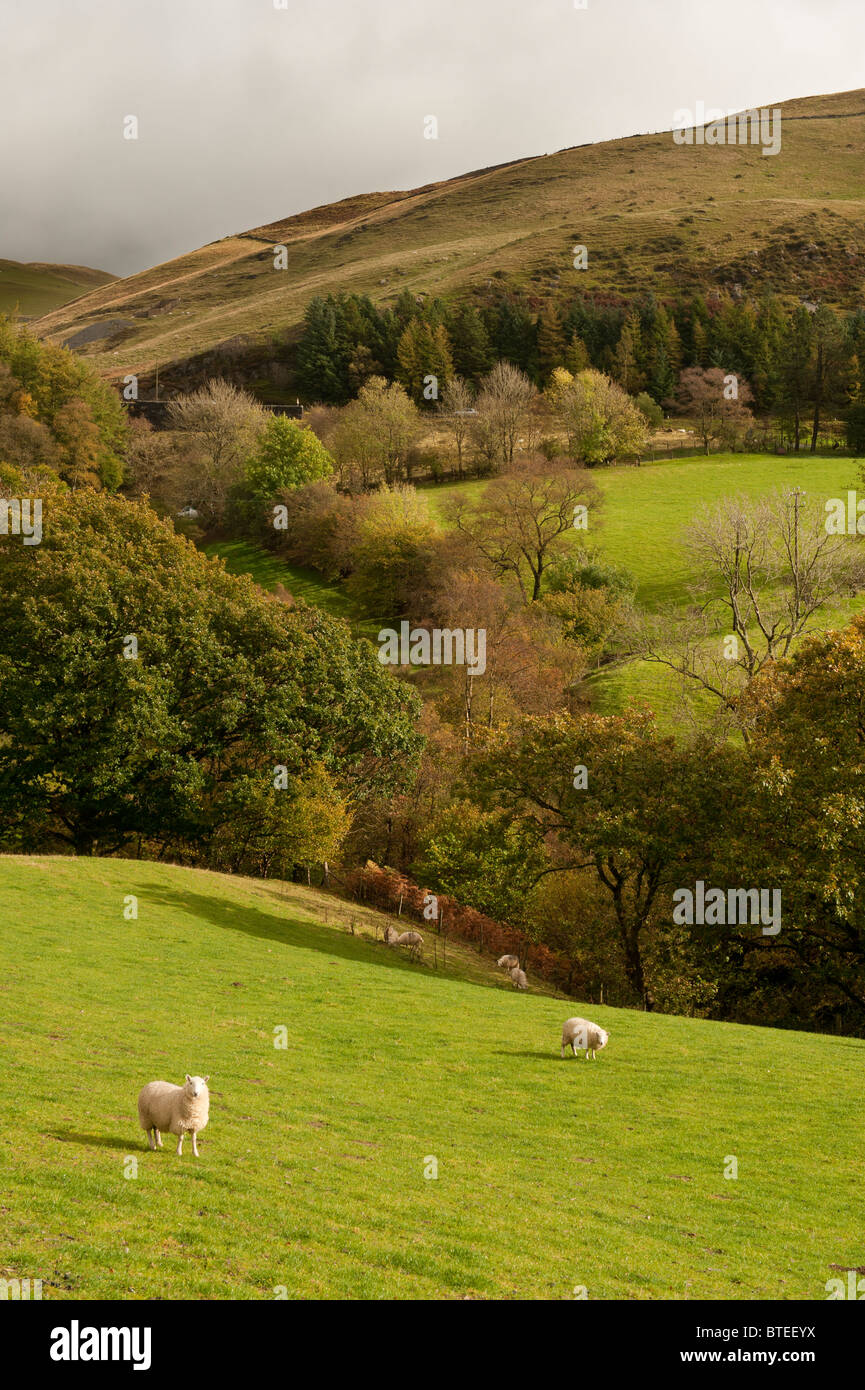 welsh rural landscape with sheep grazing in the fields, near Ponterwyd ...