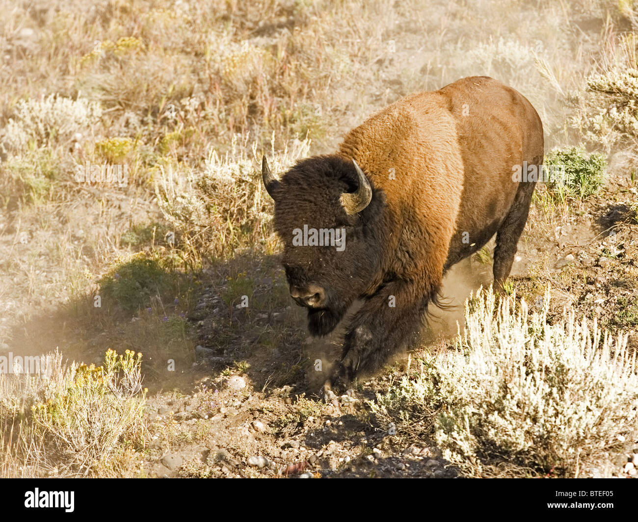 Female bison hi-res stock photography and images - Alamy