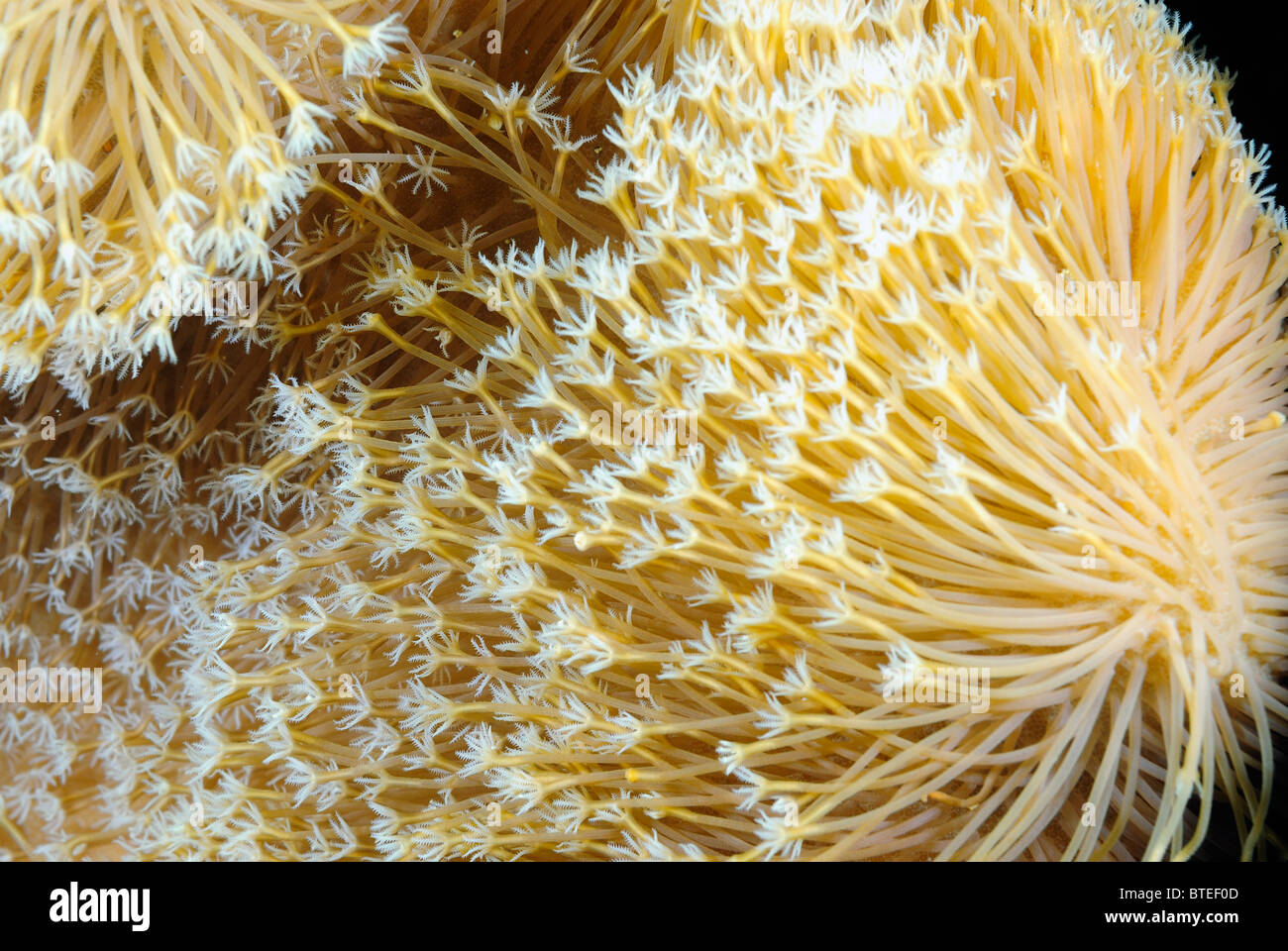 Colony of soft coral in the Red Sea Stock Photo - Alamy
