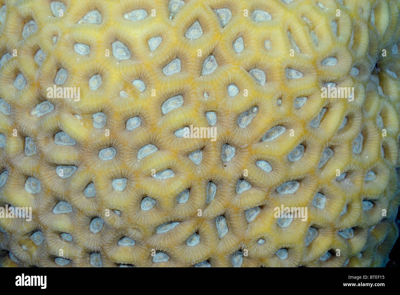 Hard coral colony in the Red Sea Stock Photo - Alamy