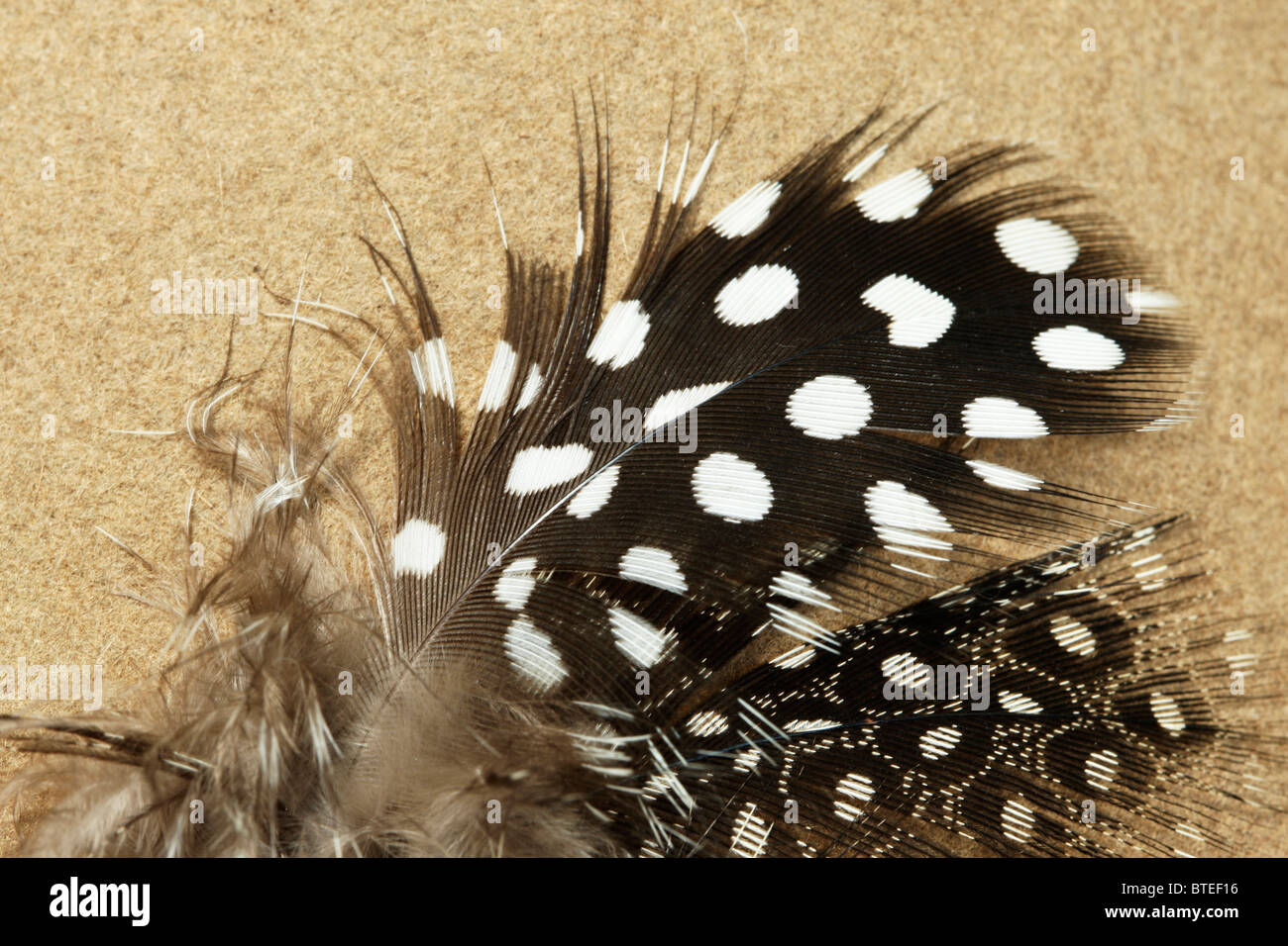 Black feather with white dots hi-res stock photography and images - Alamy