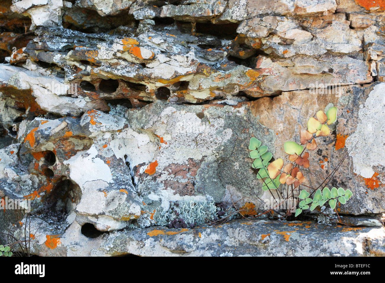 Lichen Plant On Rock