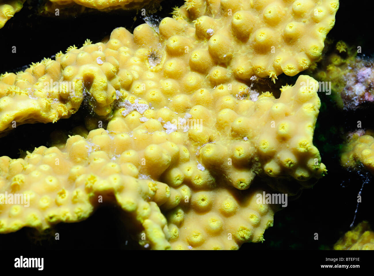 Soft coral colony in the Red Sea Stock Photo - Alamy