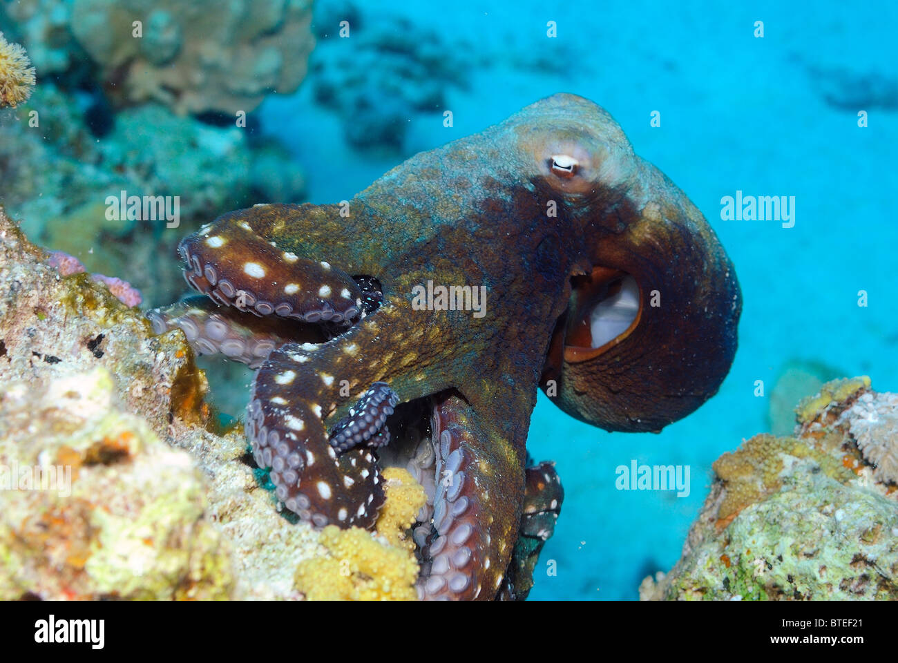 Common reef octopus in the Red Sea, off Safaga, Egypt Stock Photo - Alamy