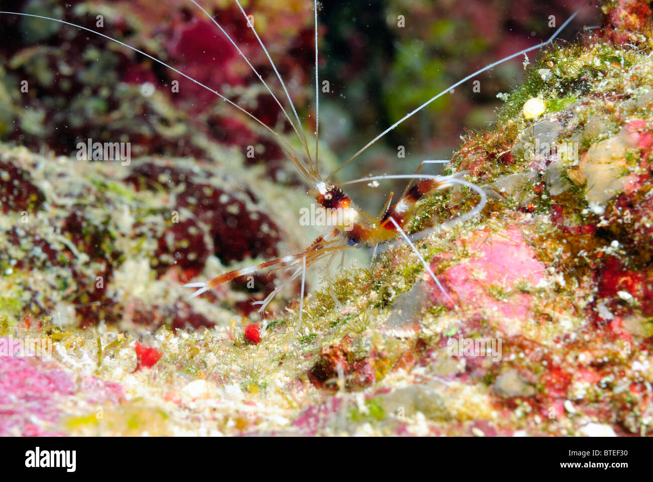 Banded coral shrimp in the Red Sea Stock Photo - Alamy
