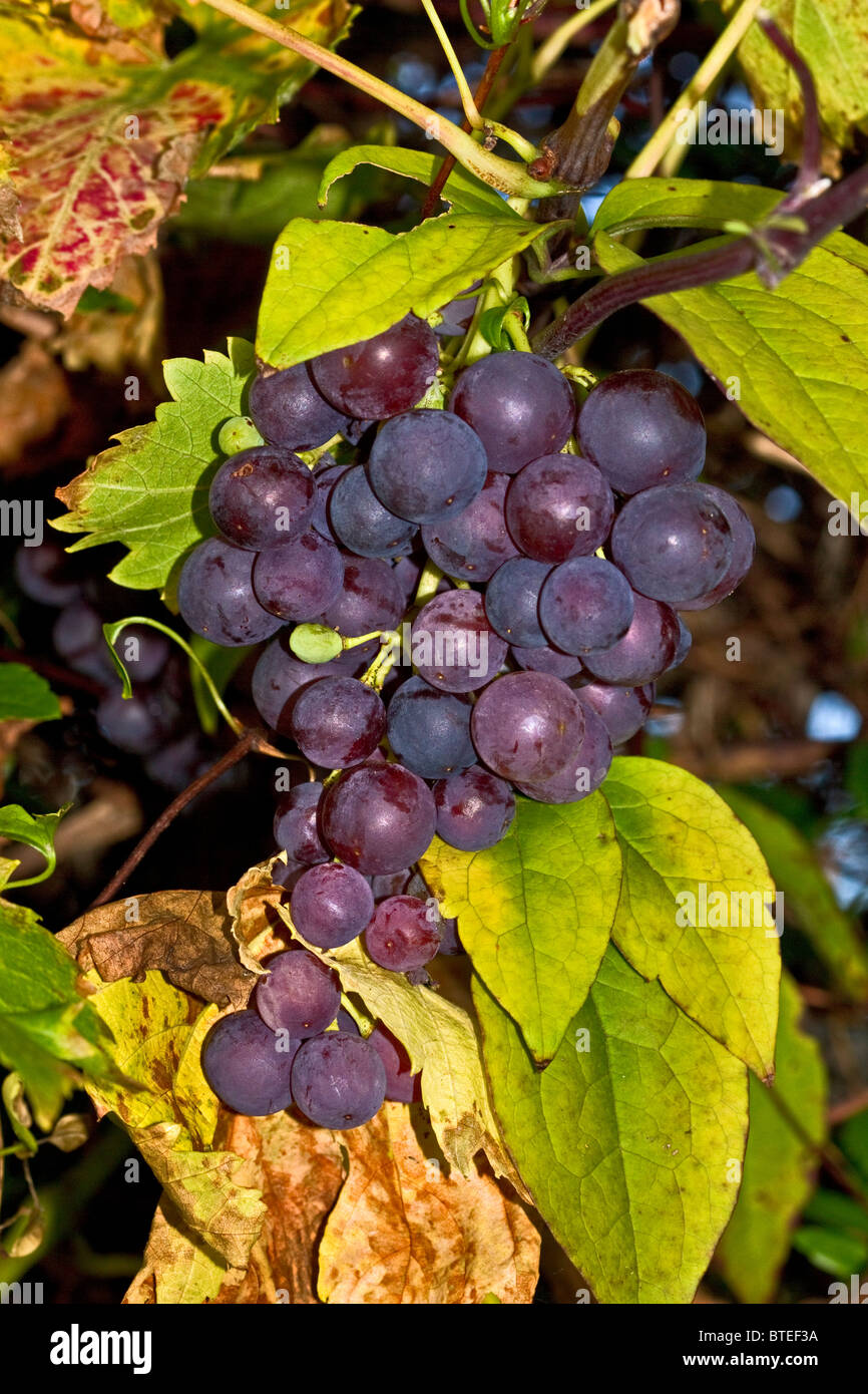 A bunch of black grapes on the vine October 2010 Stock Photo - Alamy