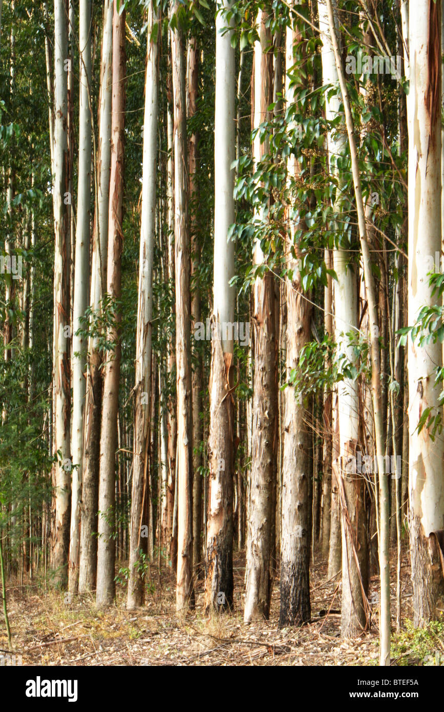 Blue gum plantation Stock Photo - Alamy