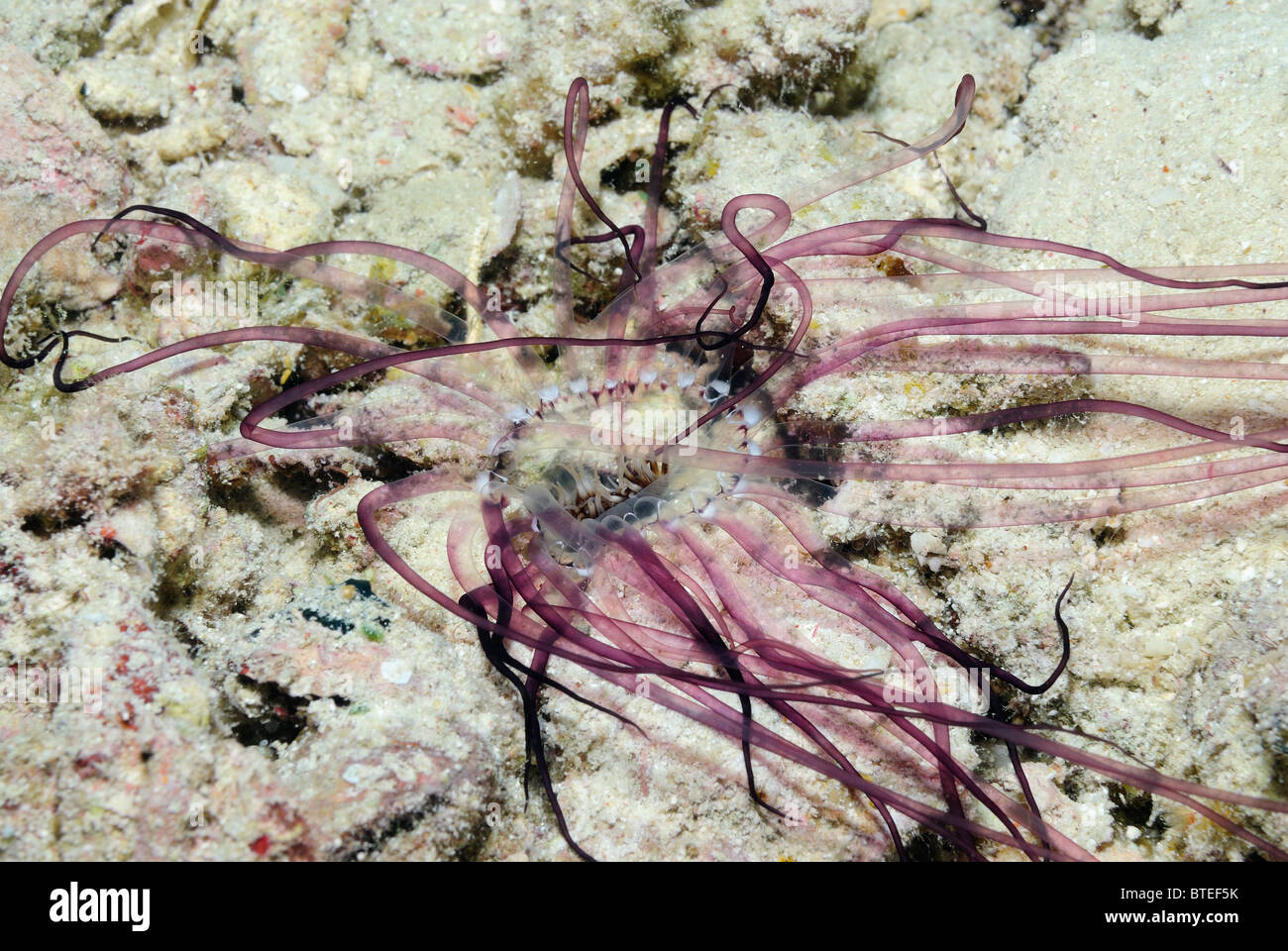 Spaghetti worm the red sea hi-res stock photography and images - Alamy