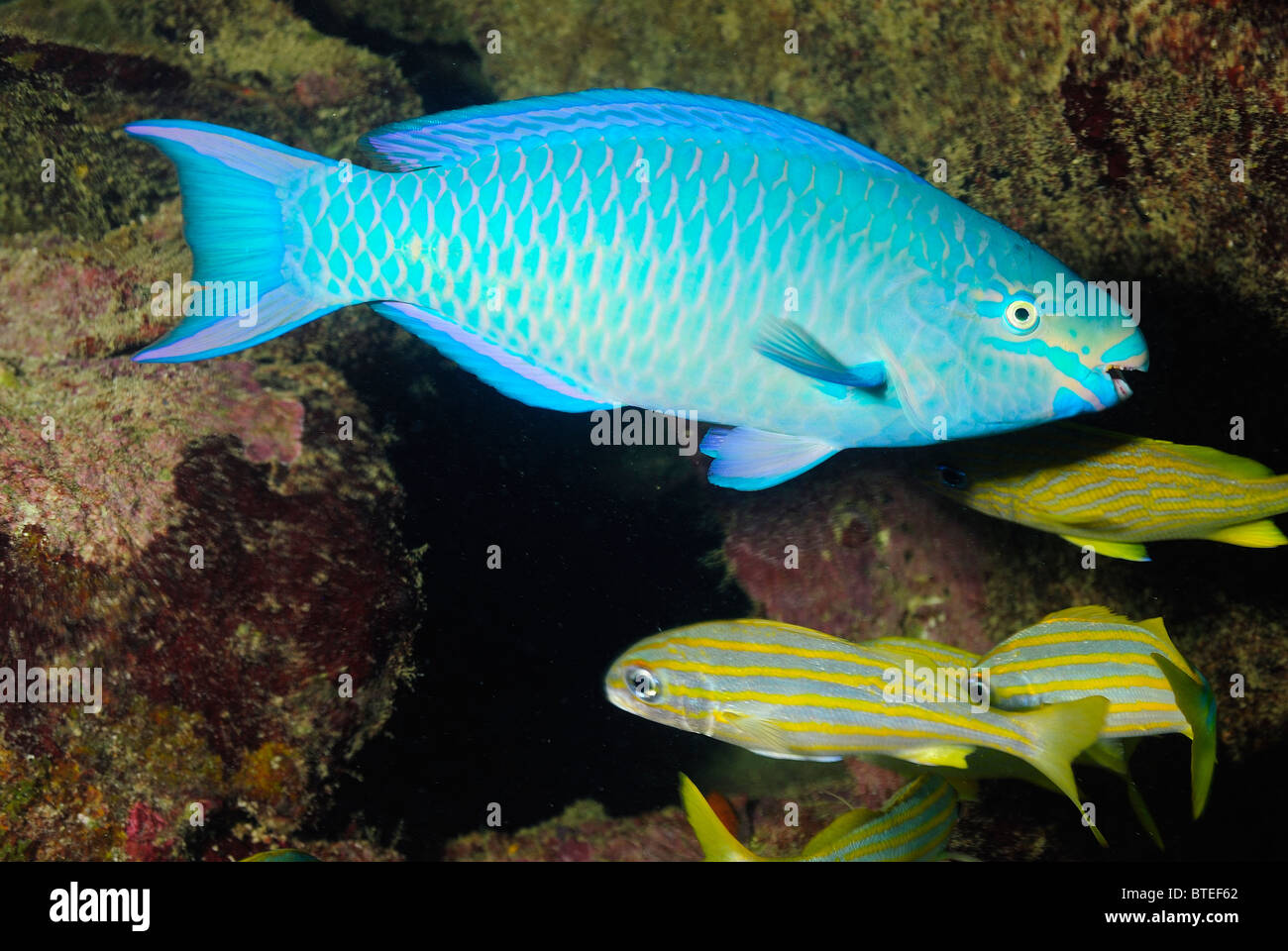Queen parrotfish off Key Largo coast, Florida, USA Stock Photo - Alamy