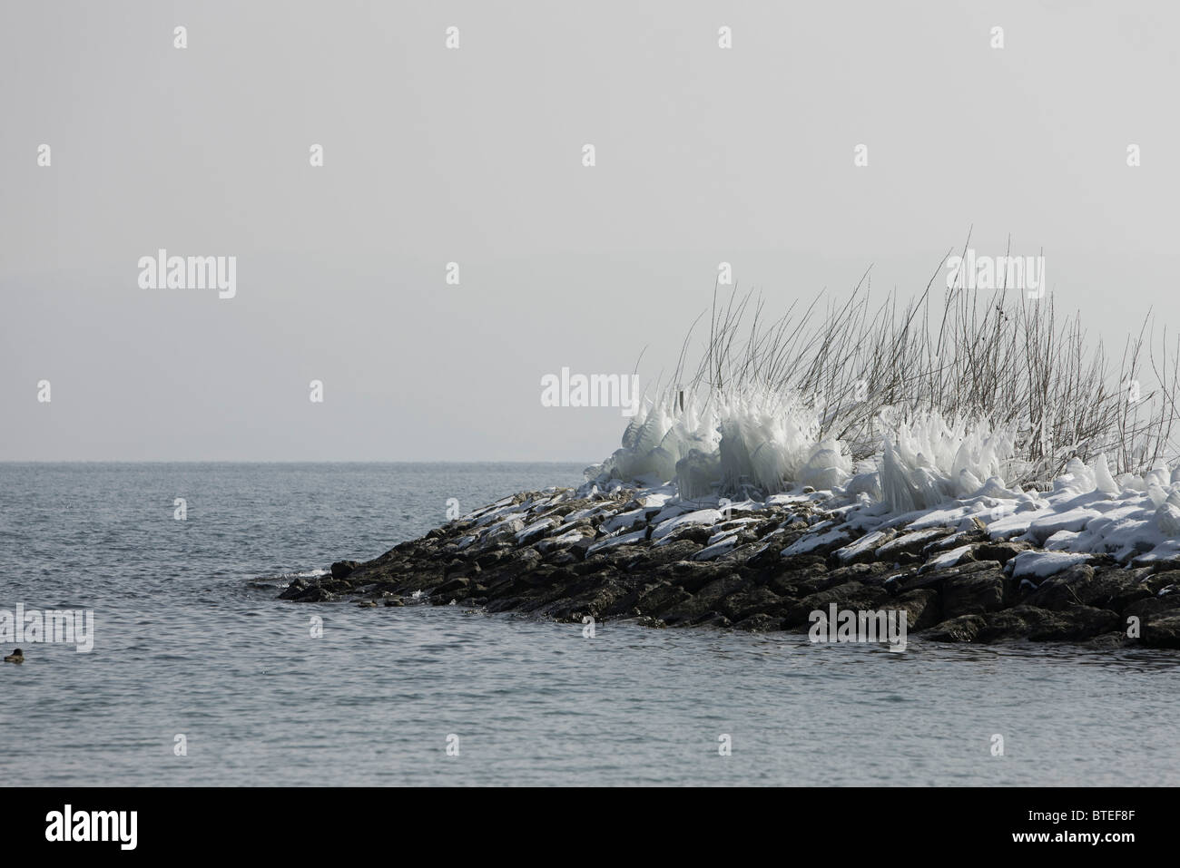 Vegetation covered with ice and snow at water's edge Stock Photo - Alamy