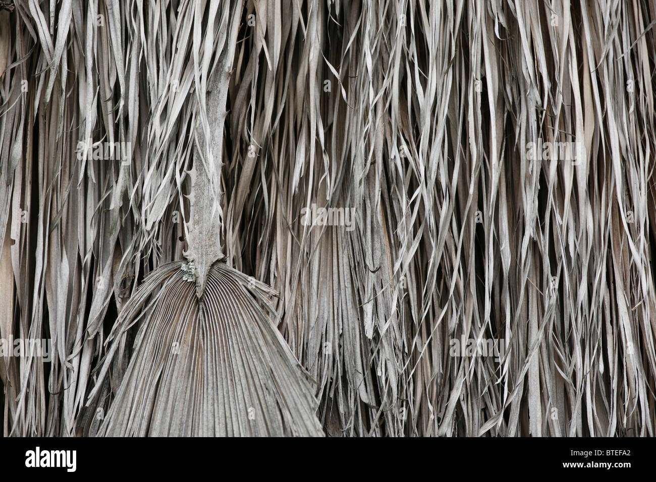 Dried up Washingtonia palm fronds Stock Photo - Alamy