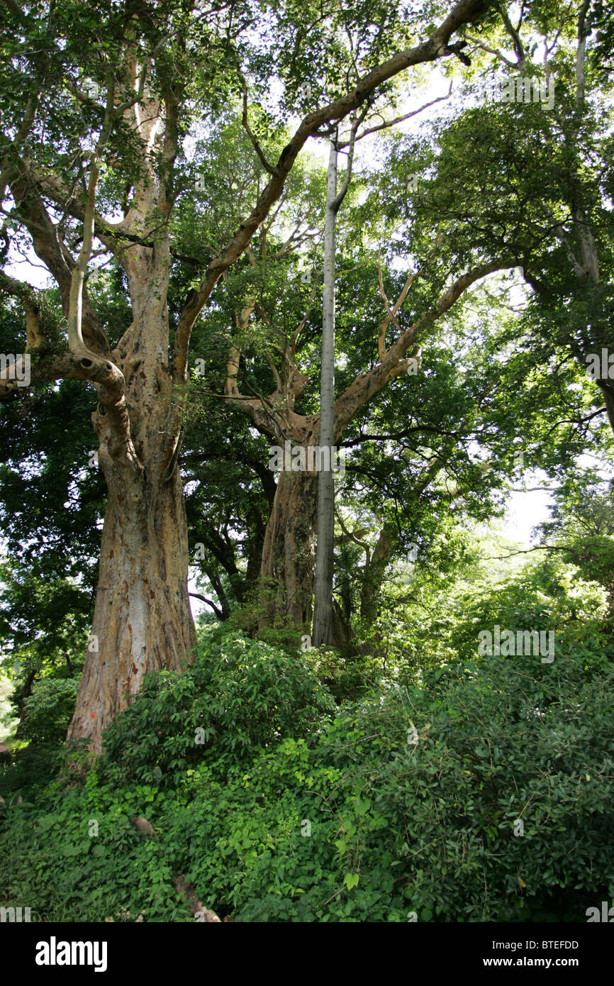 Interior vegetation hi-res stock photography and images - Alamy