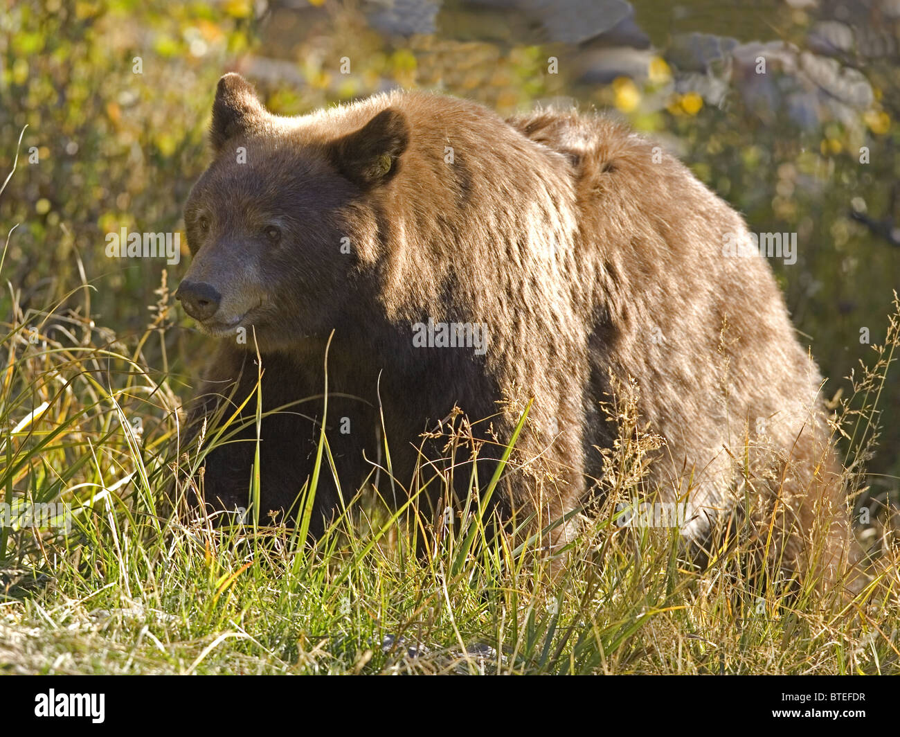 Cinnamon bear hi-res stock photography and images - Alamy