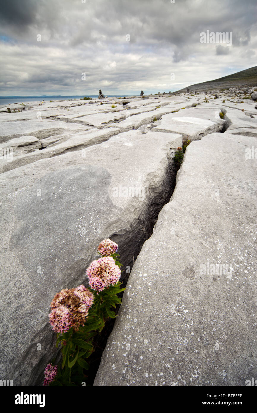 The Irish Burren in Clare county Stock Photo - Alamy