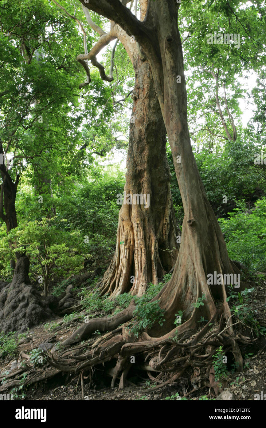 East african rift valley hi-res stock photography and images - Alamy