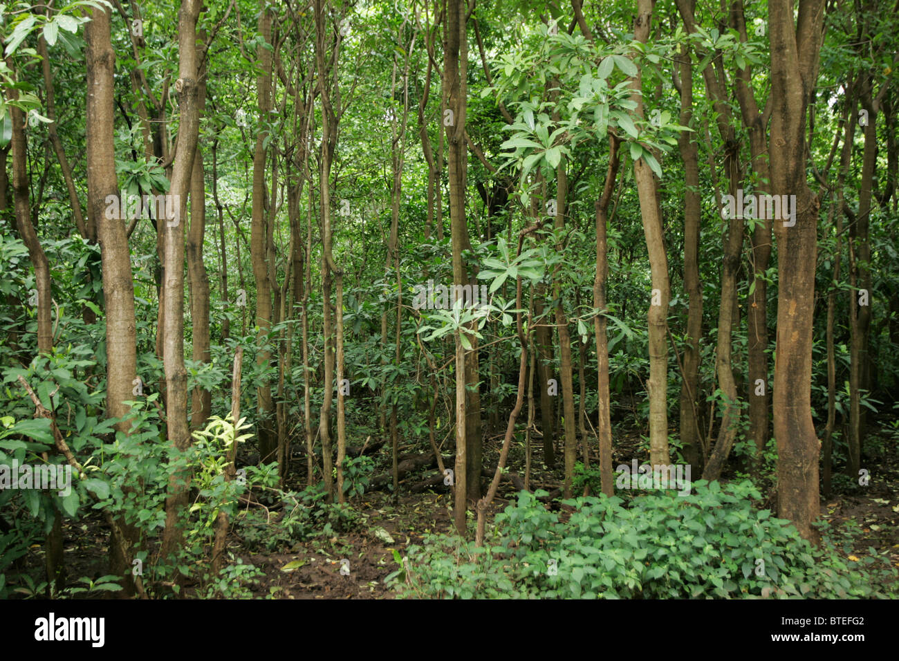 Interior vegetation hi-res stock photography and images - Alamy