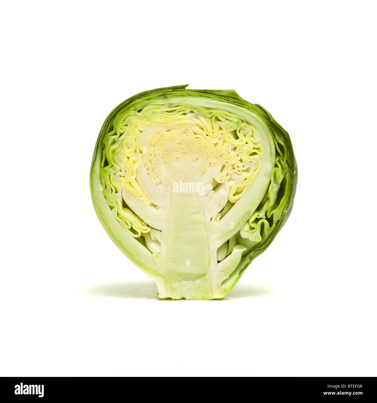 Sprout hi-res stock photography and images - Alamy