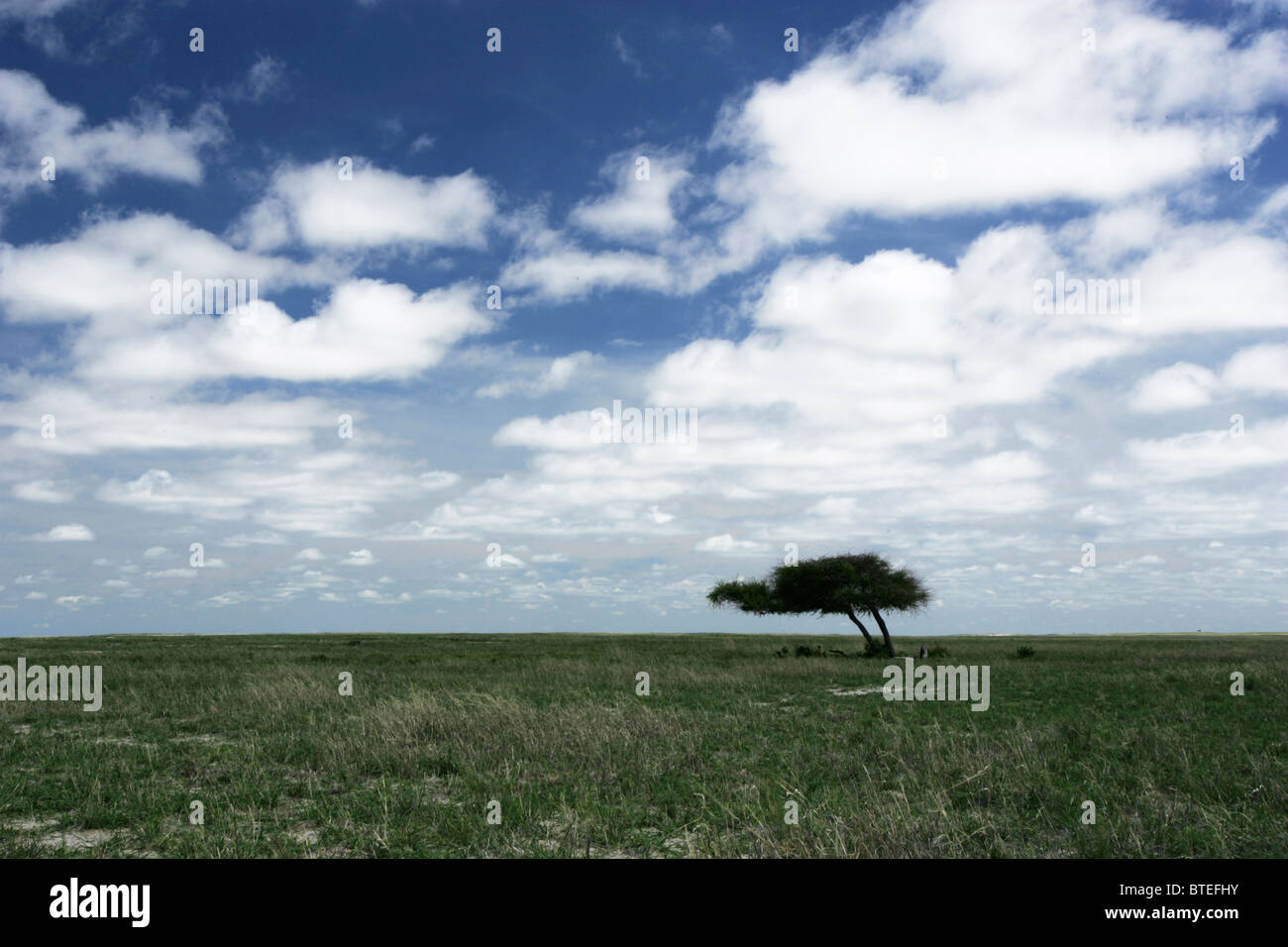 Landscape with lone tree and cloudy sky Stock Photo - Alamy
