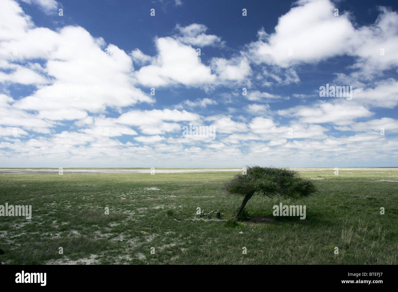 Landscape with lone tree and cloudy sky Stock Photo - Alamy