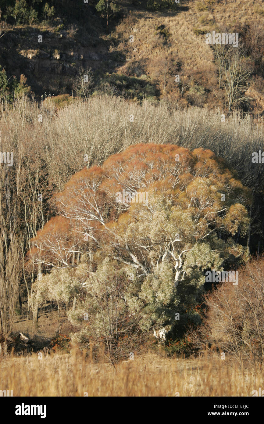 Faded trees hi-res stock photography and images - Alamy
