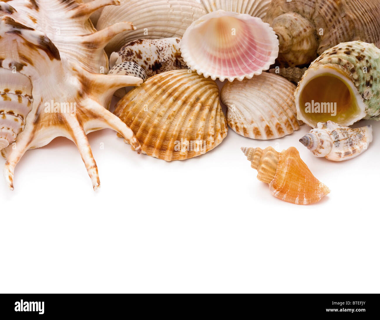 Sea shells background Stock Photo - Alamy
