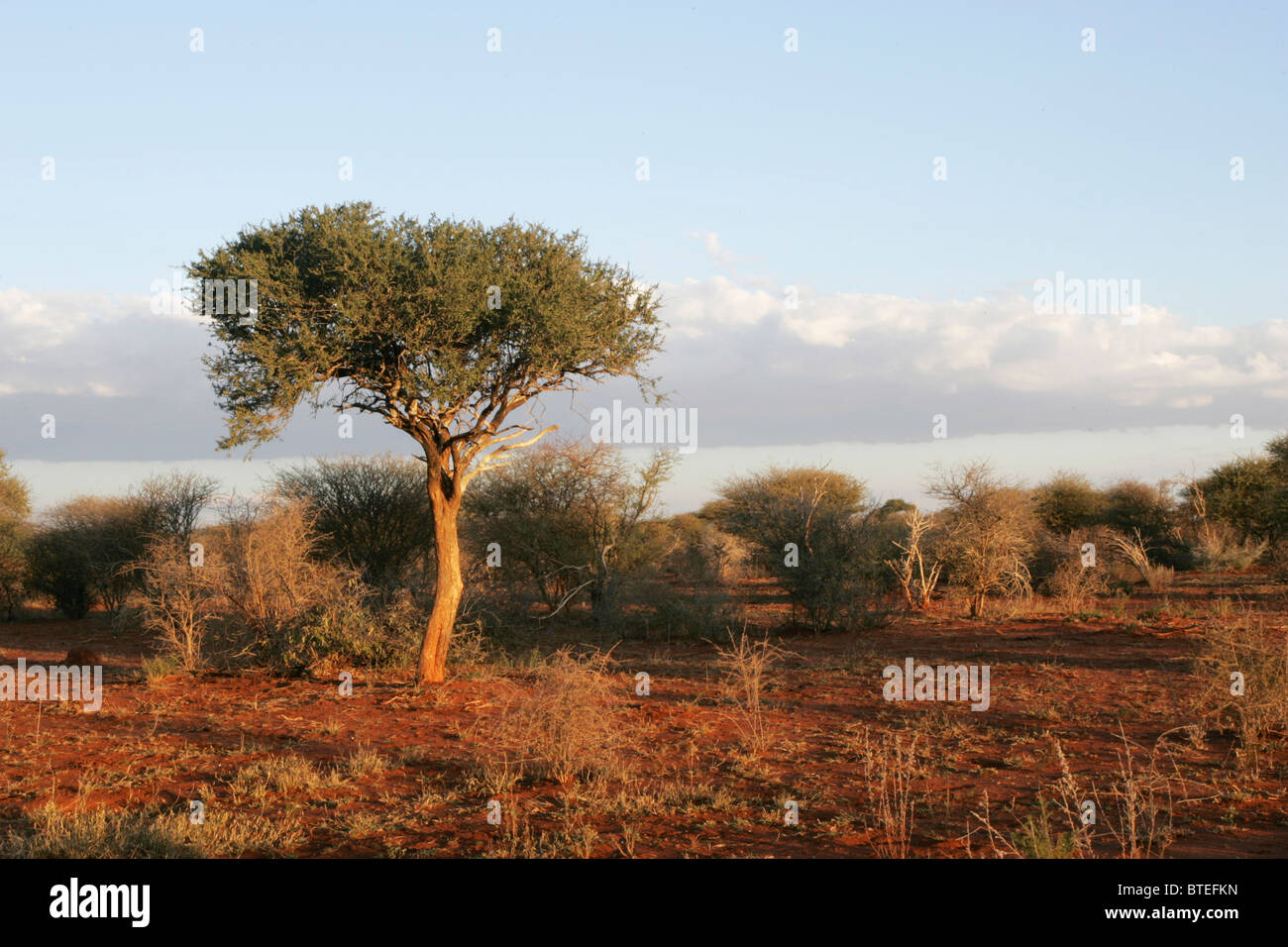 Shepherd's tree (Boscia foetida) in dry bushveld landscape Stock Photo ...