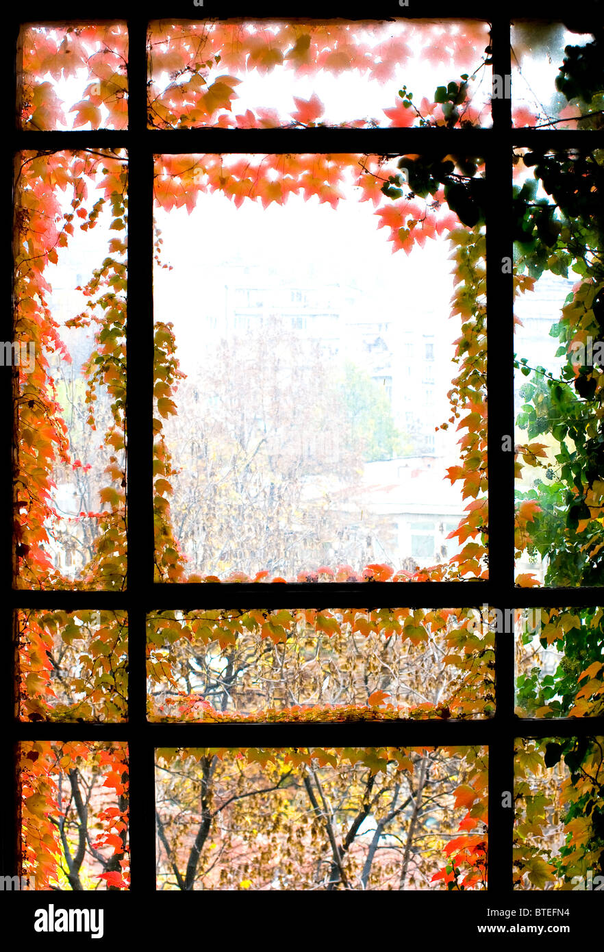 Box wrapped with ivy Stock Photo - Alamy