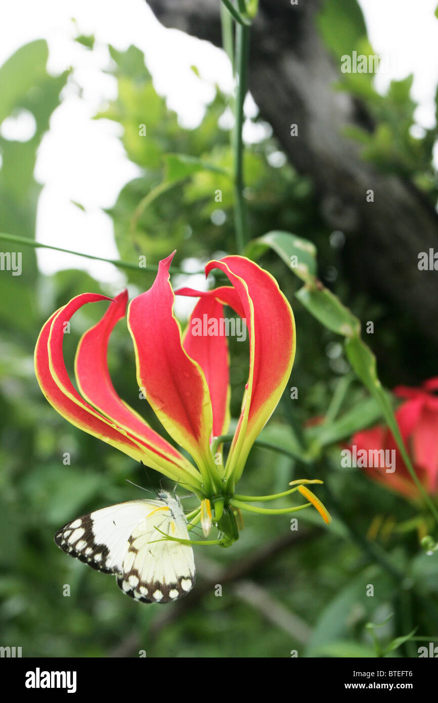A white cloaked skipper butterfly feeding on the nectar of a flame lily ...