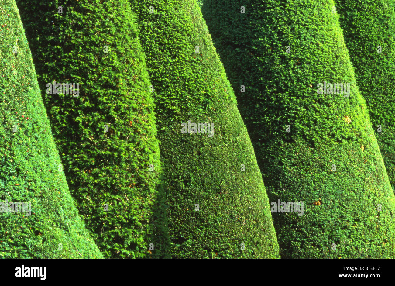 Yew Trees Pattern Stock Photo - Alamy