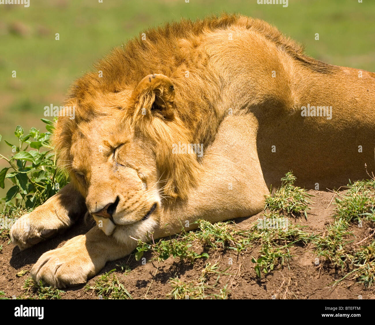 Lion sleeping hi-res stock photography and images - Alamy