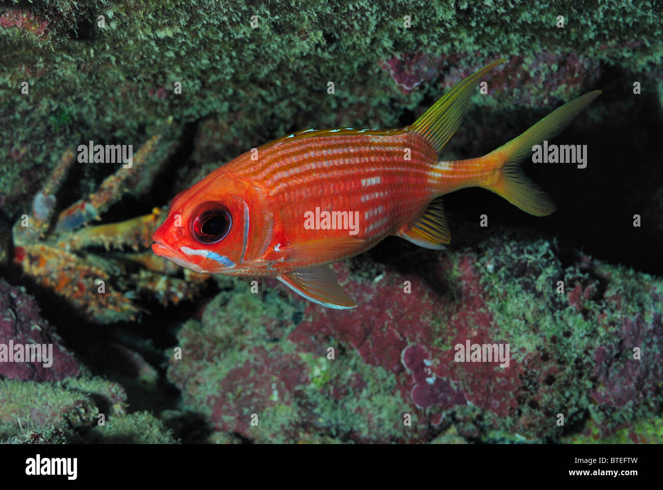 Squirrel fish hi-res stock photography and images - Alamy