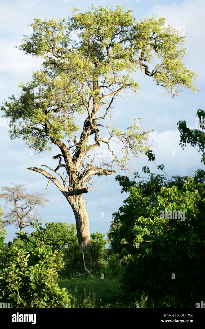 Combretum leadwood hi-res stock photography and images - Alamy