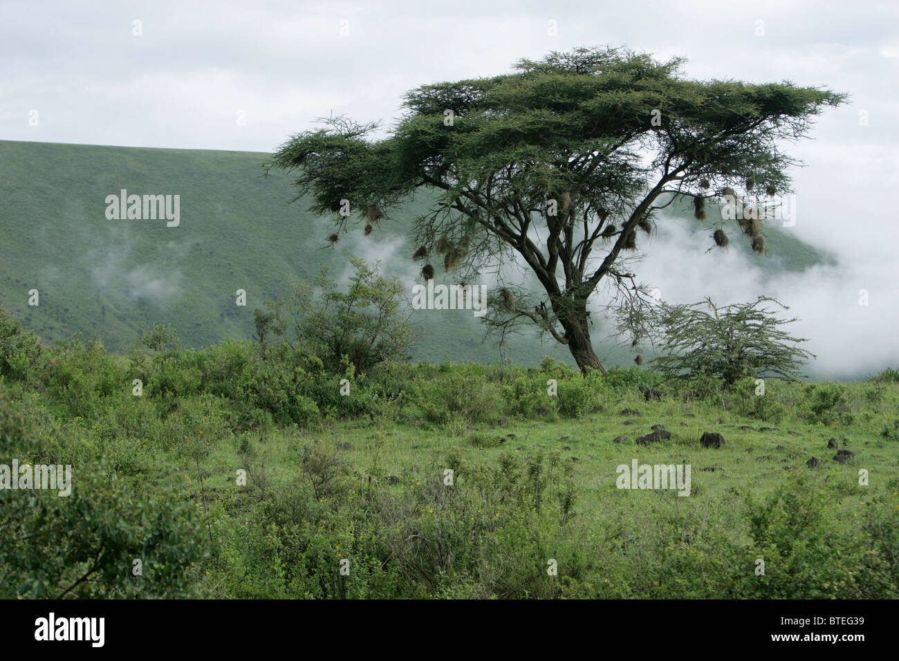 Trees and early morning mist Stock Photo - Alamy