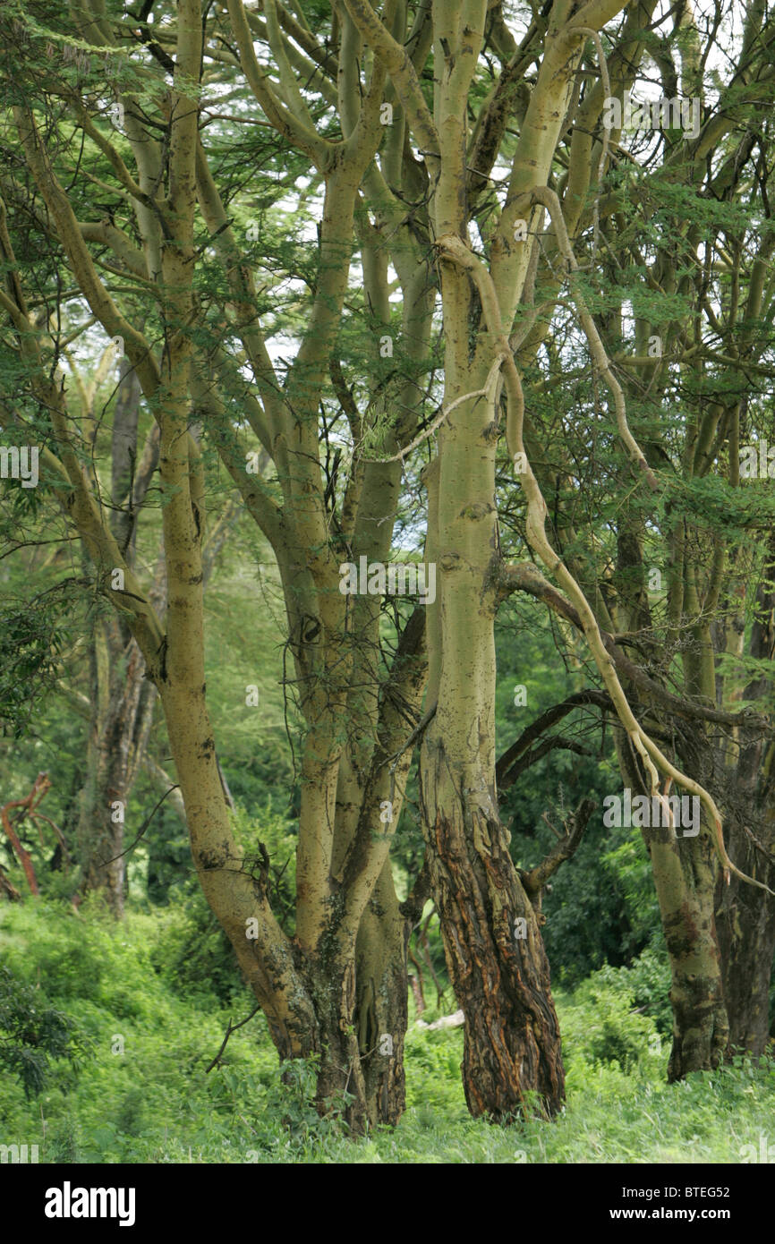 Lerai fever tree forest Stock Photo - Alamy
