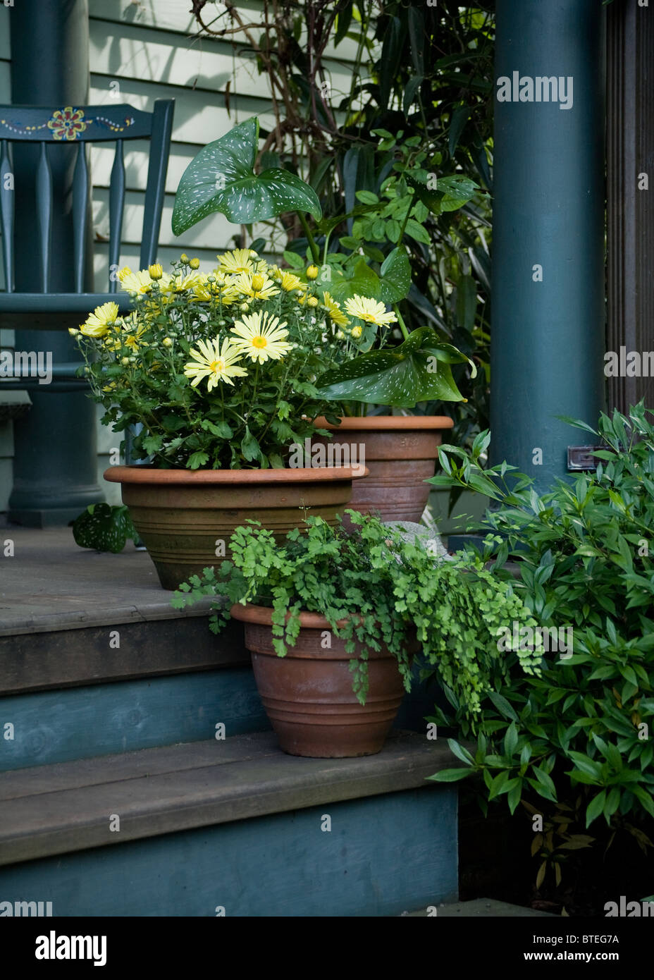 Potted plants on the back porch Stock Photo - Alamy